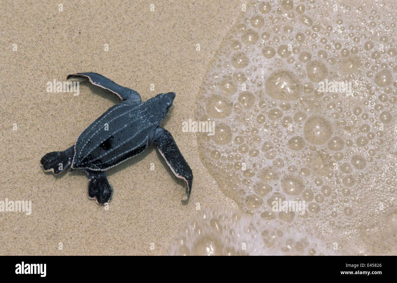 Leatherback turtle hi-res stock photography and images - Alamy