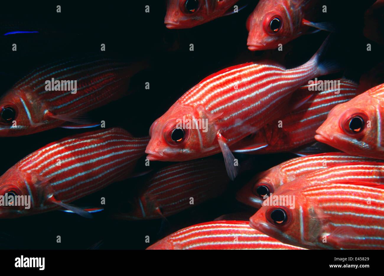 Hawiian squirrelfish hi-res stock photography and images - Alamy