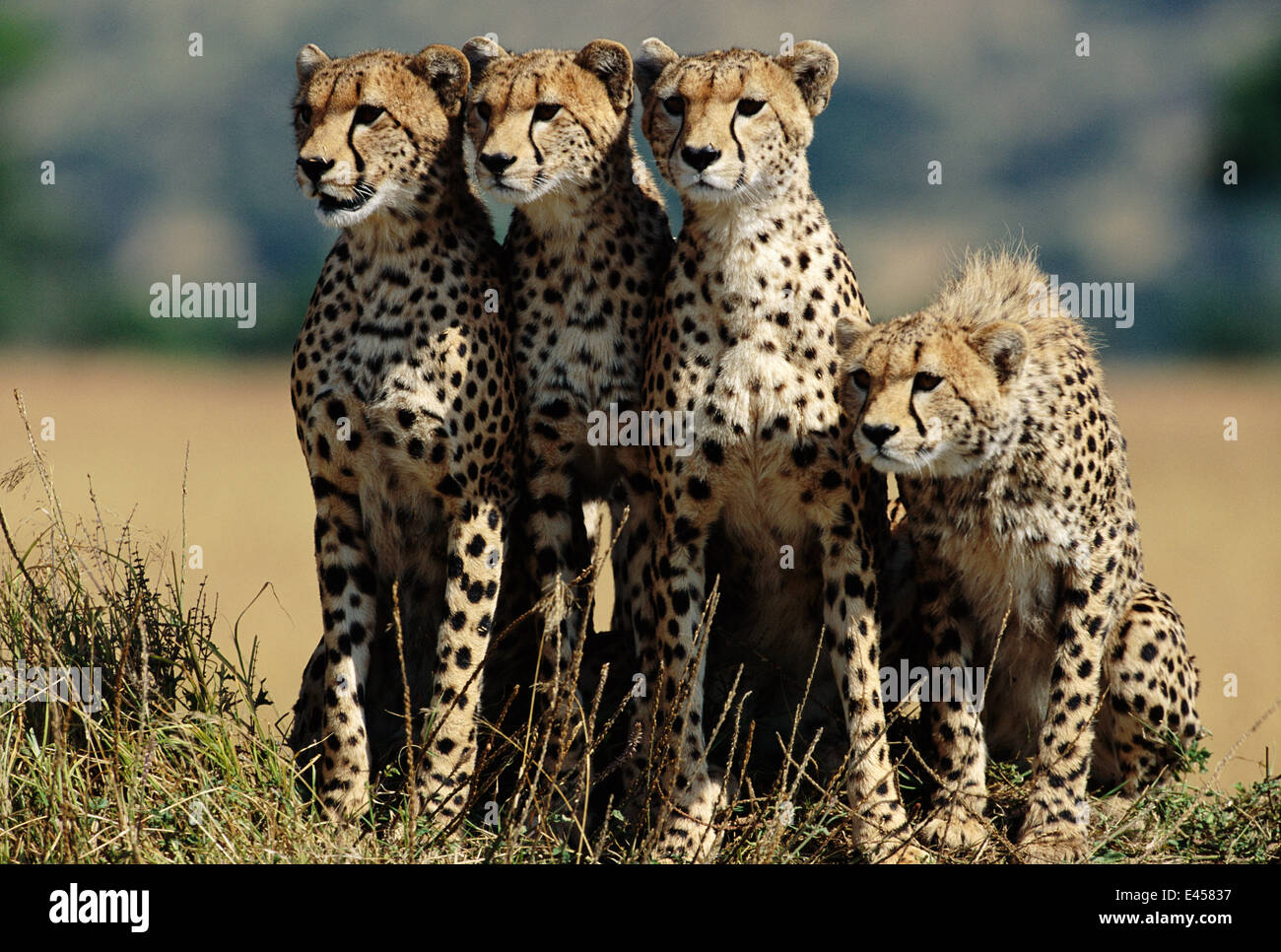 Four Cheetahs sitting in row {Acinonyx jubatus} Masai Mara, Kenya Stock ...