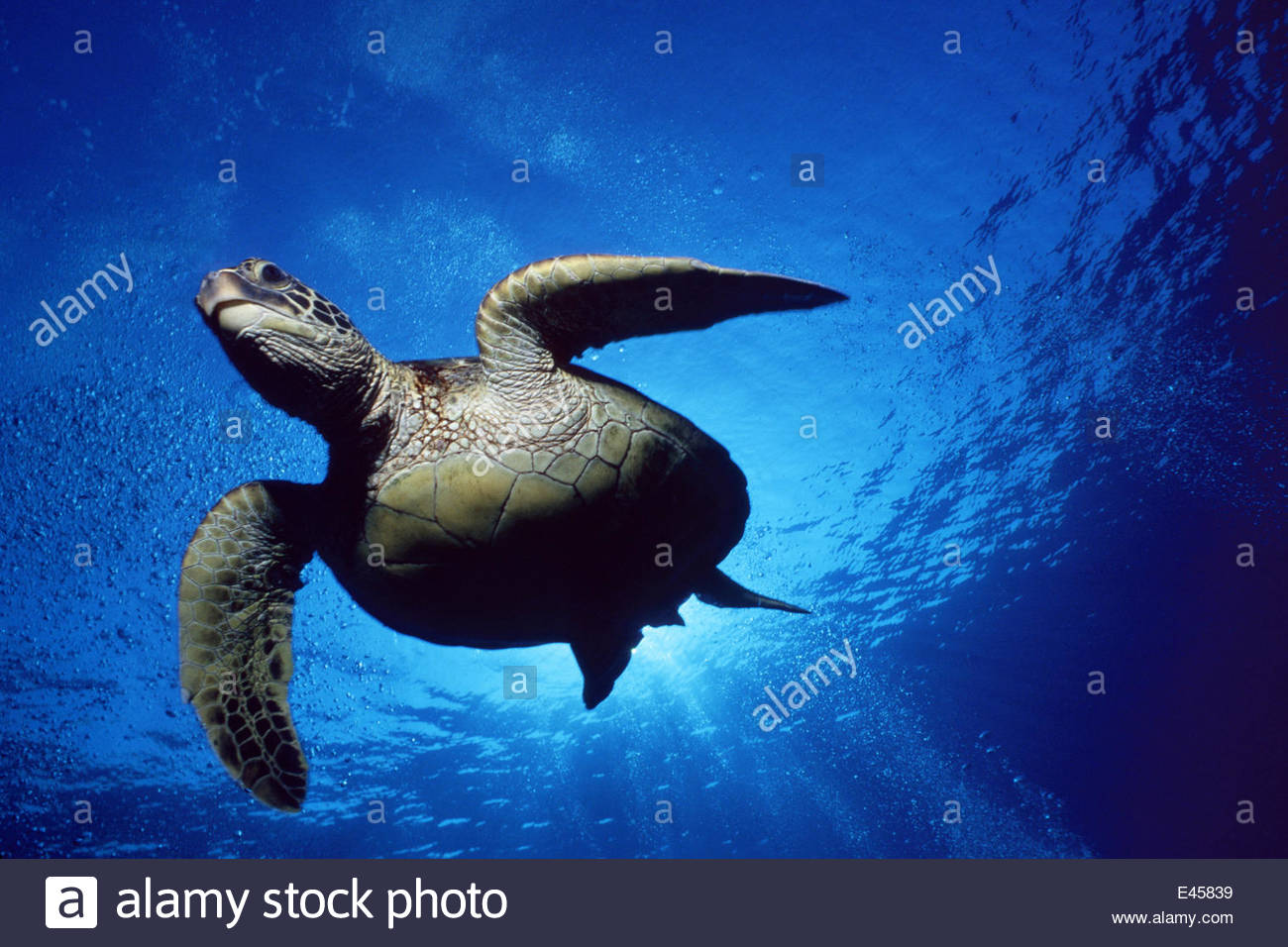 Underside View Stock Photos & Underside View Stock Images - Alamy
