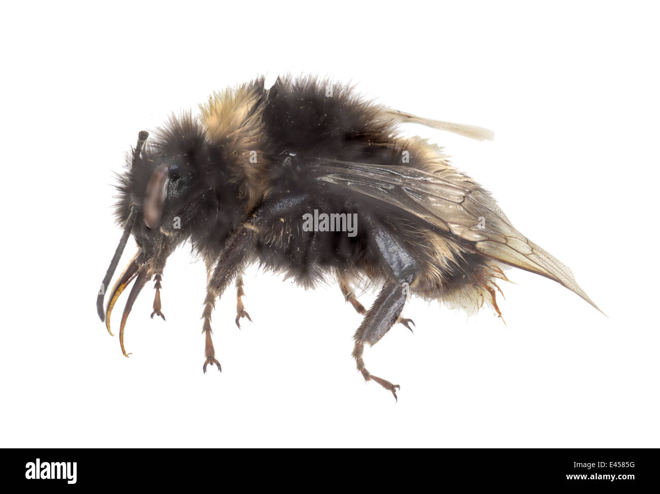 Hymenoptera; Apidae; Bombus terrestris; Linnaeus 1758; Buff-tailed ...