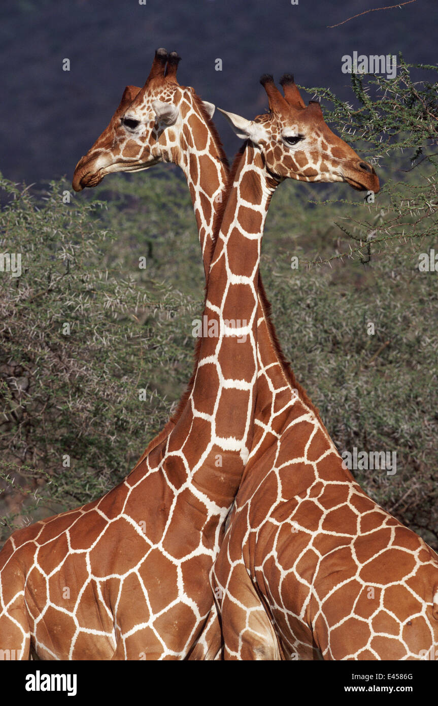 Two Reticulated giraffe, necks entwined {Giraffa camelopardalis ...