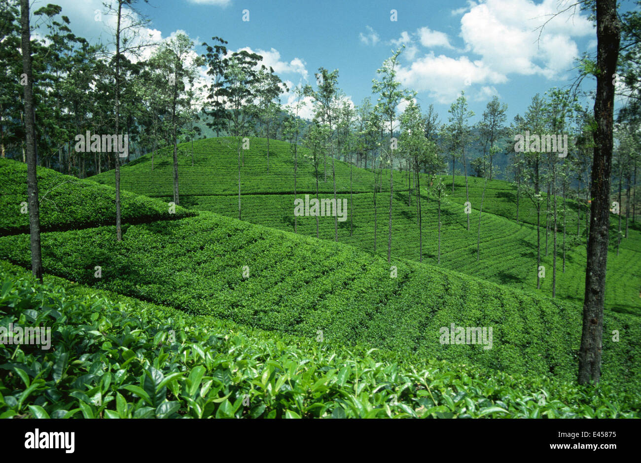 Tea plantation near Kandy, Sri Lanka Stock Photo - Alamy