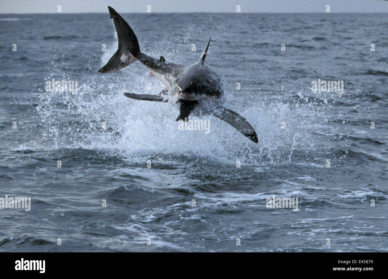 Great White Shark Jumping For Seal