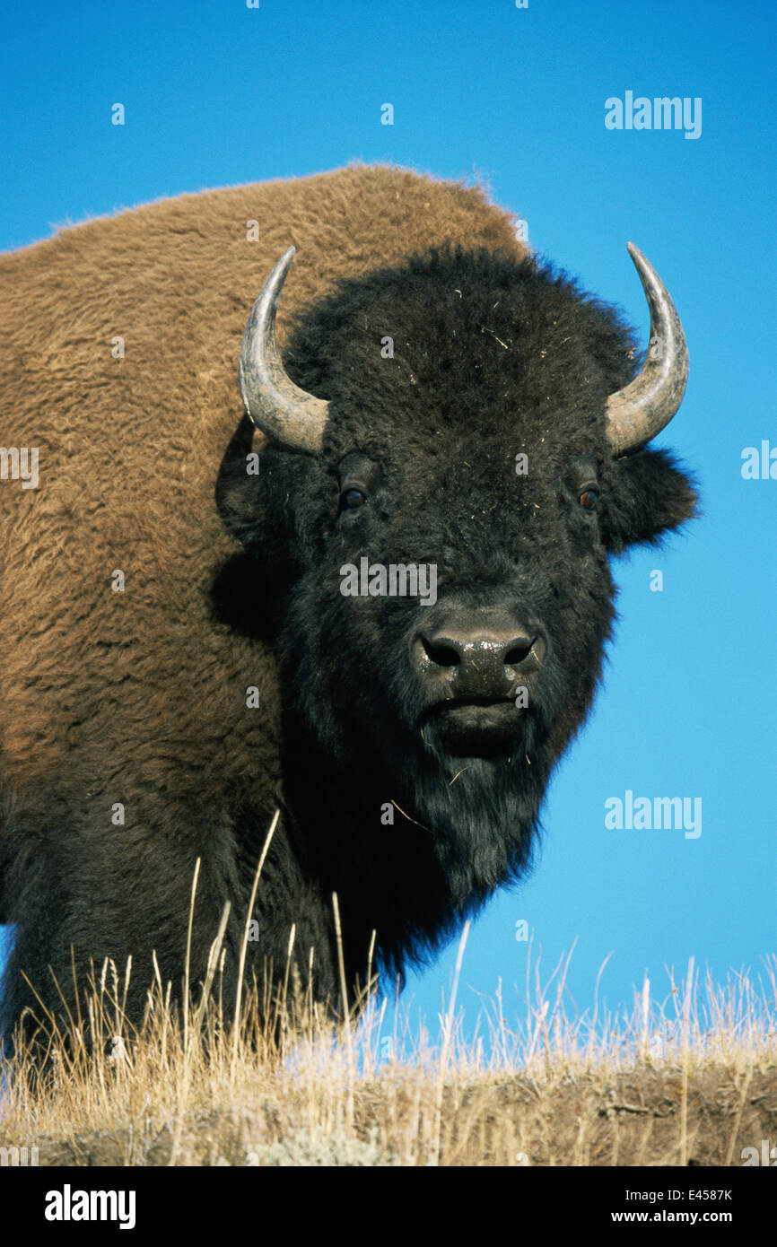 Bison in bison reserve hi-res stock photography and images - Alamy