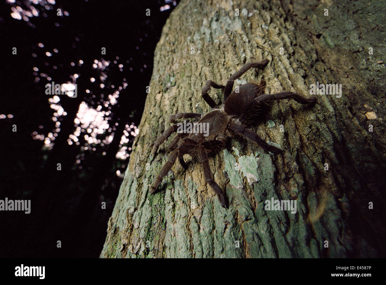 Rain spider africa hi-res stock photography and images - Alamy