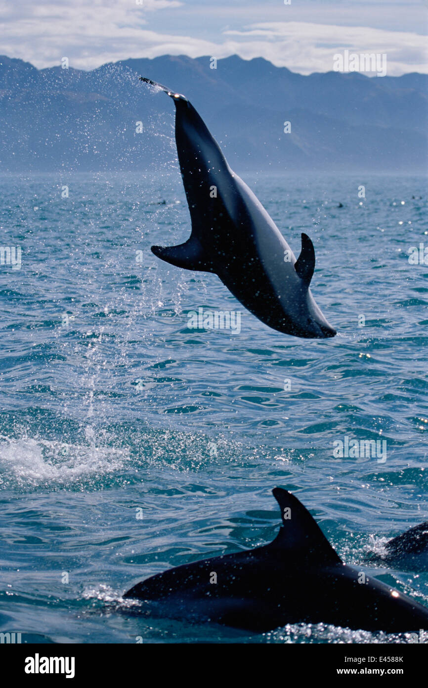 Dusky dolphin doing backflip {Lagenorhynchus obscurus}, Kaikoura, New ...