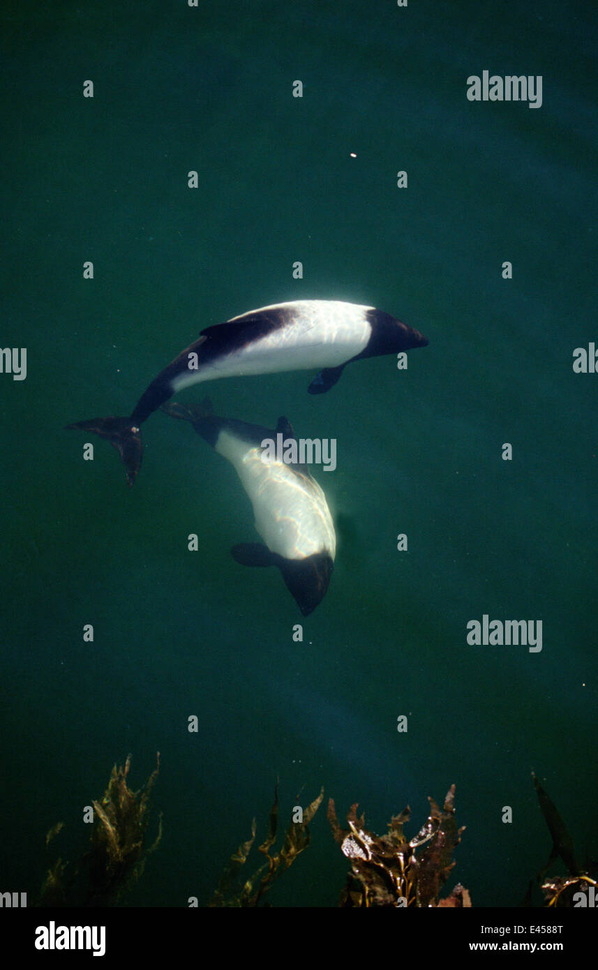 Two Piebald / Commerson's dolphin {Cephalorhynchus commersonii ...