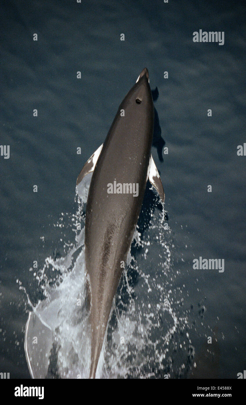 Northern right whale dolphin hi-res stock photography and images - Alamy