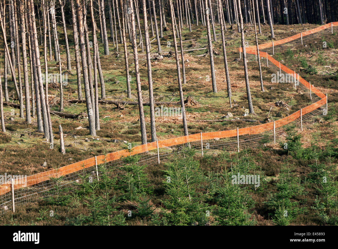 Deer fence protects tree plantation from damage from grazing deer. Red ...
