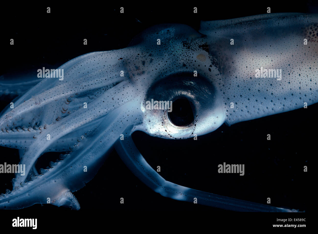 Glowing squid hi-res stock photography and images - Alamy