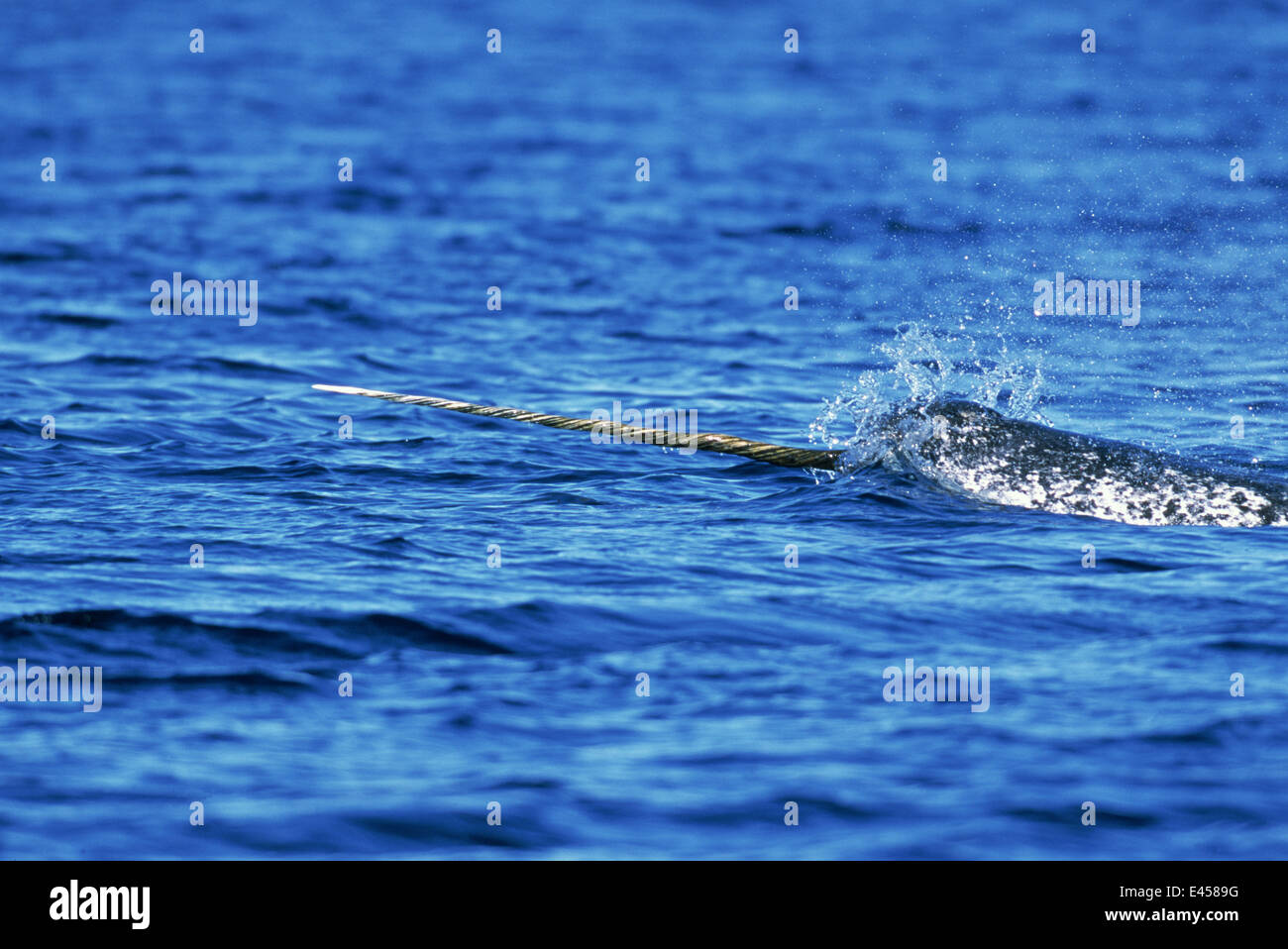 Narwhal male {Monodon monoceros} Canadian arctic Stock Photo - Alamy