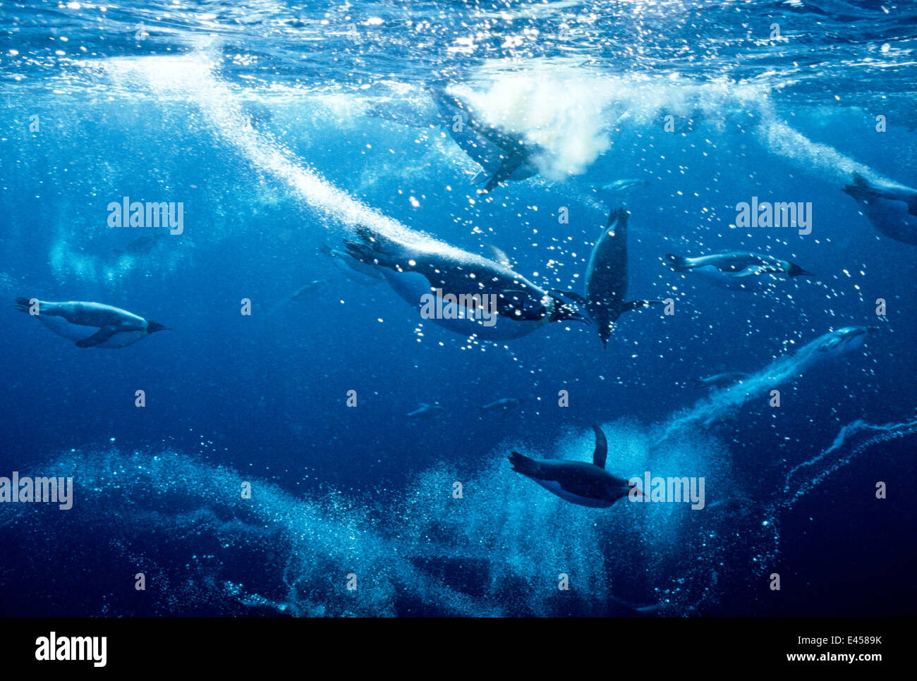 Emperor penguin diving hi-res stock photography and images - Alamy