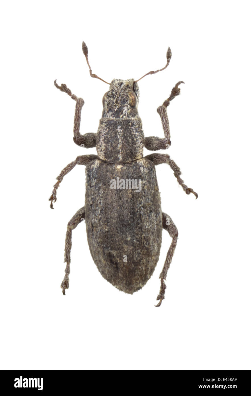 Curculionidae beetles Cut Out Stock Images & Pictures - Alamy