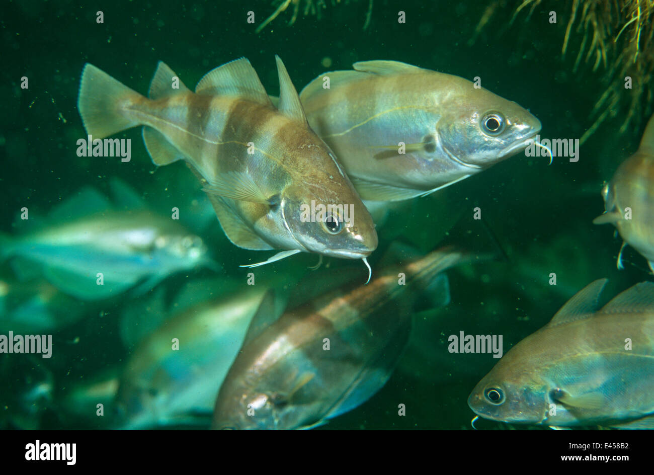 Pouting fish uk hi-res stock photography and images - Alamy