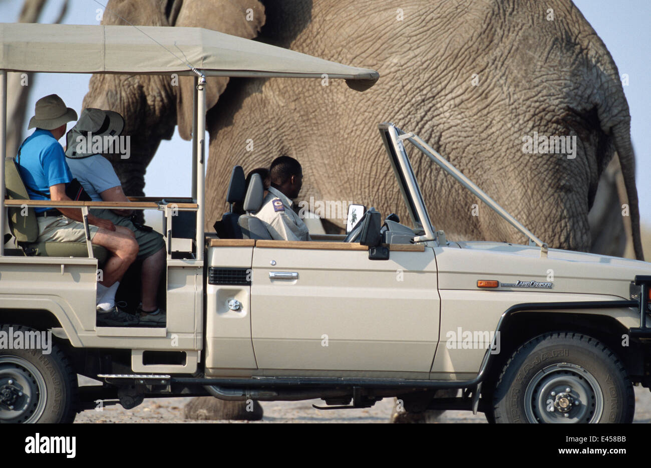 Large African elephant beside tour vehicle {Loxodonta africana} Chobe ...