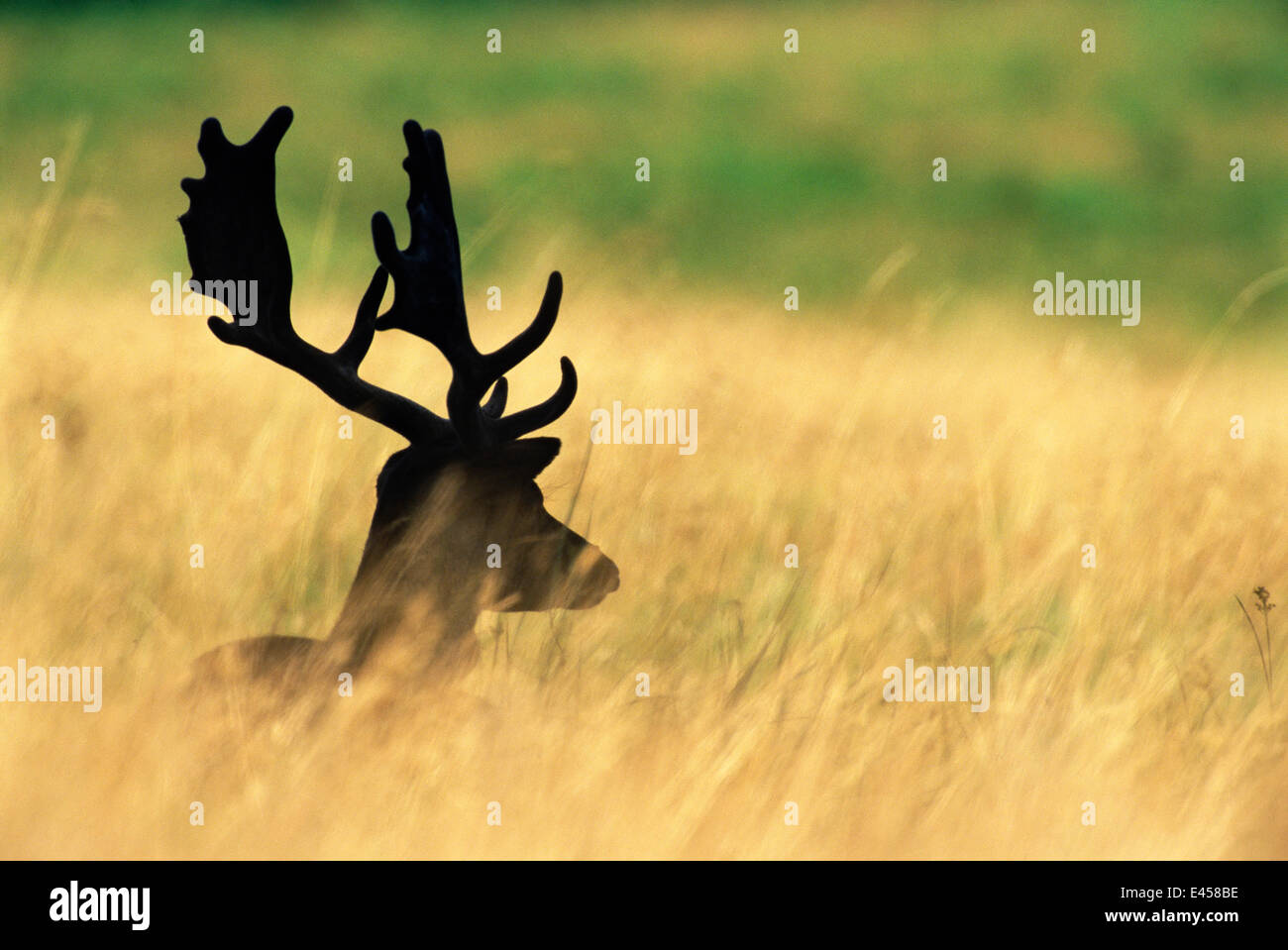 Long antlers hi-res stock photography and images - Alamy