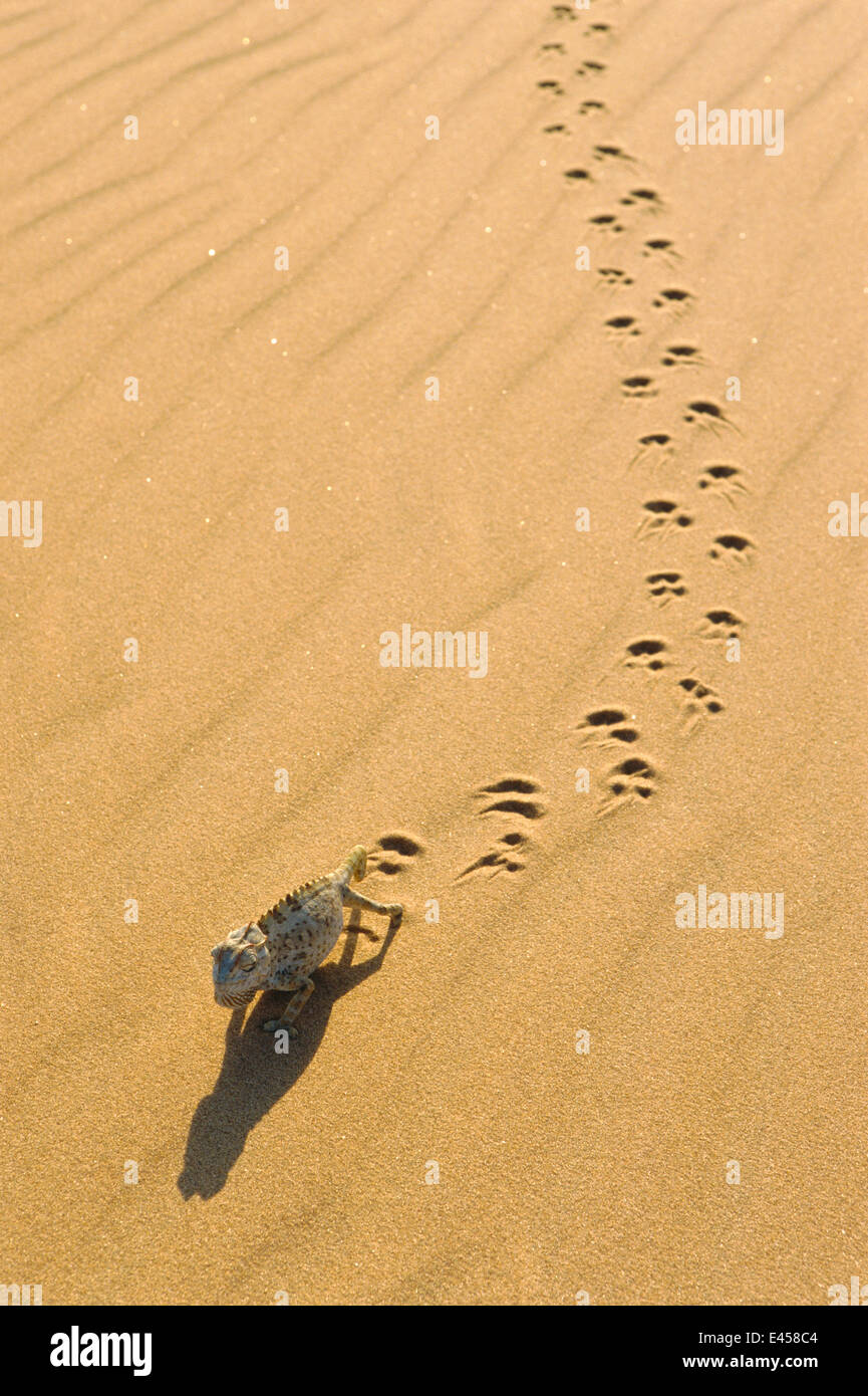 Desert chameleon crossing sand leaving tracks, Namibia {Chamaeleo ...