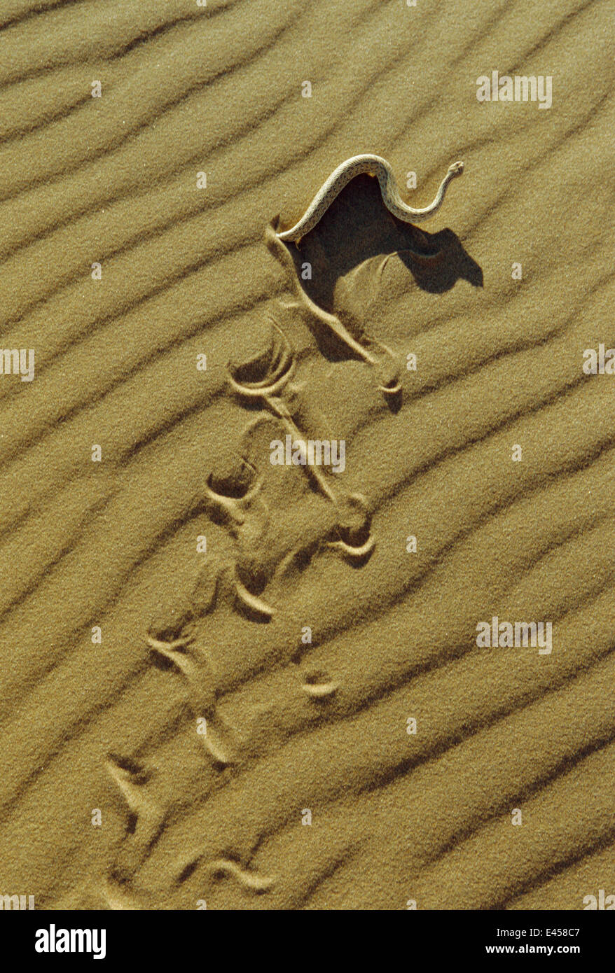Snake sand tracks hi-res stock photography and images - Alamy