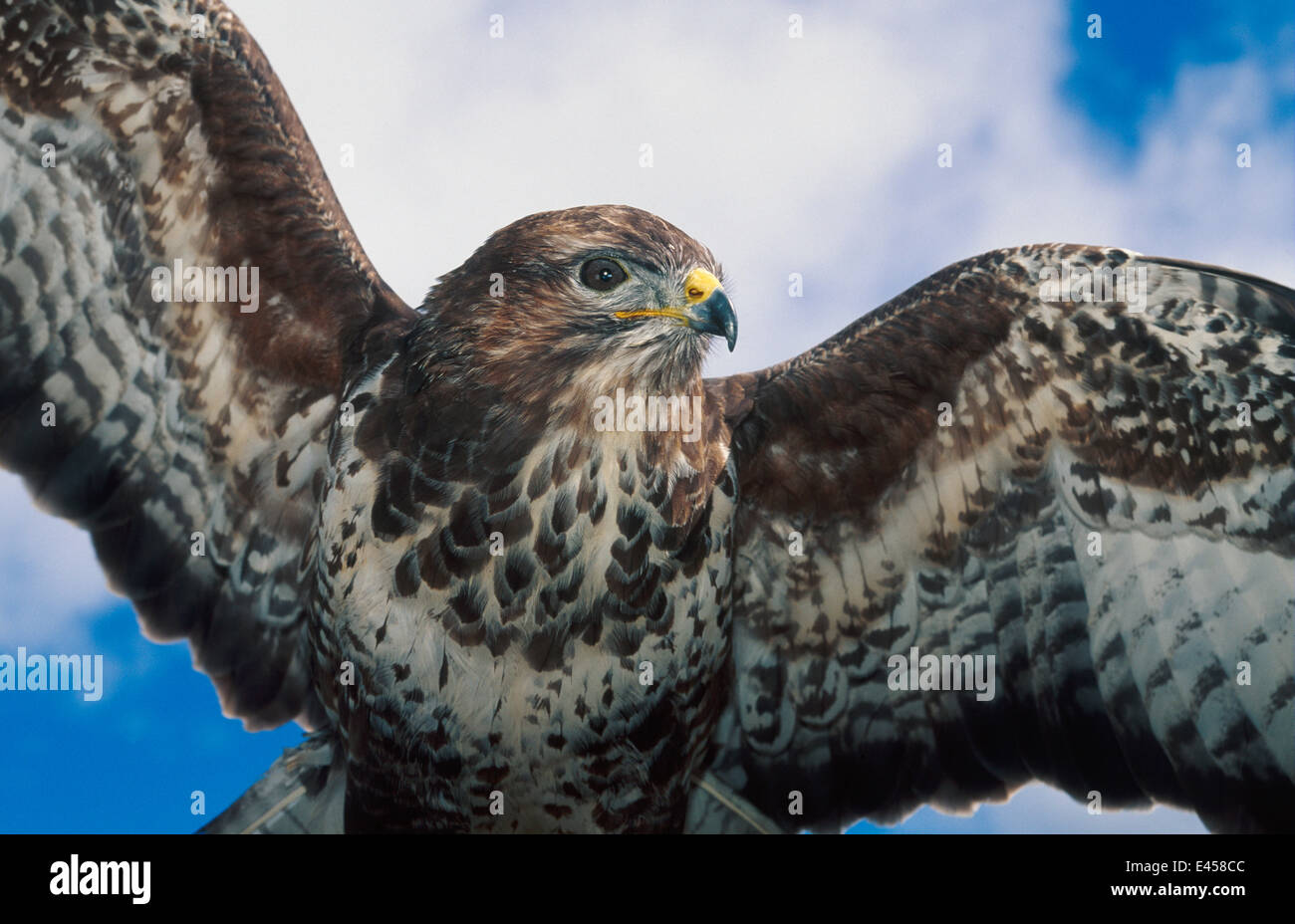 Buzzard scotland female hi-res stock photography and images - Alamy