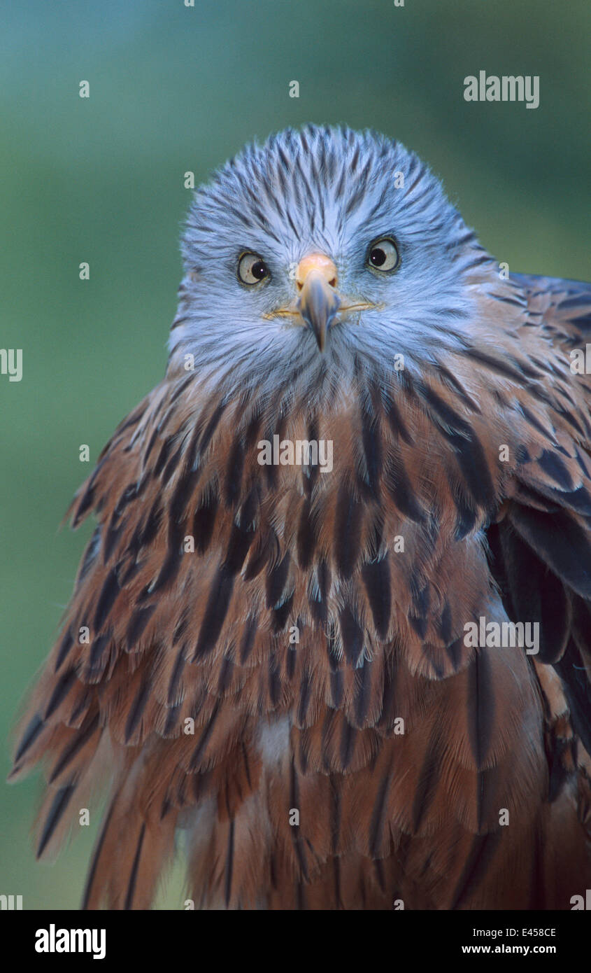 Red kite portraits hi-res stock photography and images - Alamy