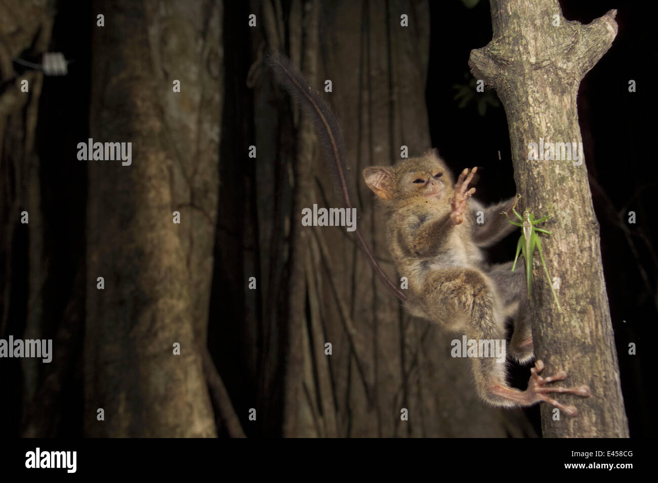 Spectral tarsier {Tarsius tarsier / spectrum / fuscus} catching insect ...