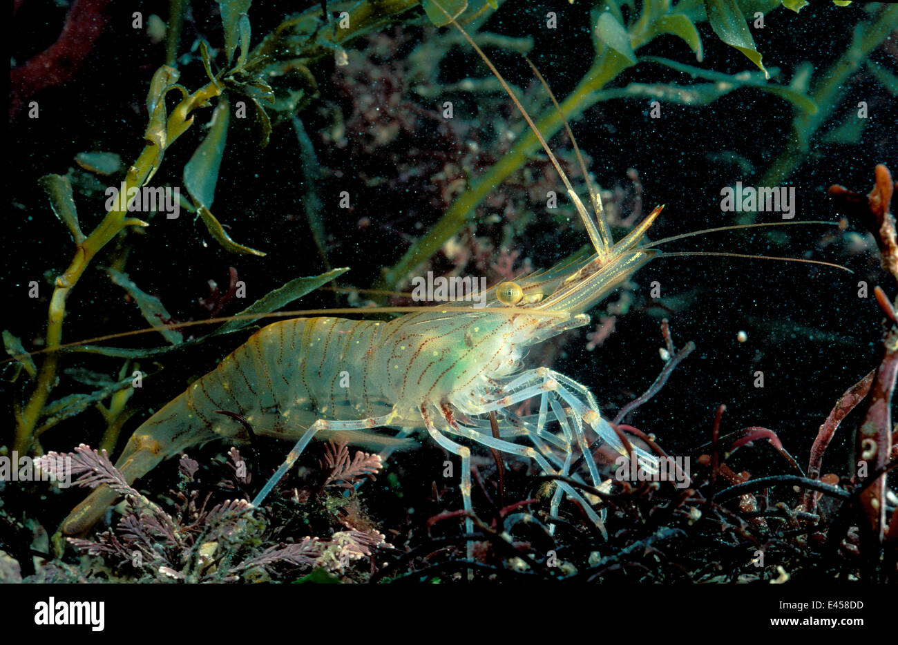 Common prawn {Palaemon serratus} amongst seaweed Brittany France Stock ...