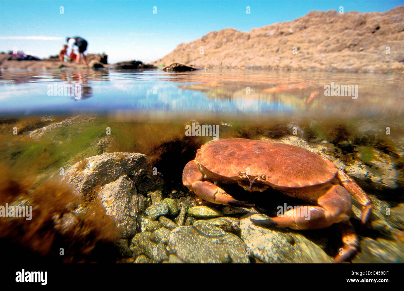 Edible crab in tide pool split level {Cancer pagurus} Brittany France ...