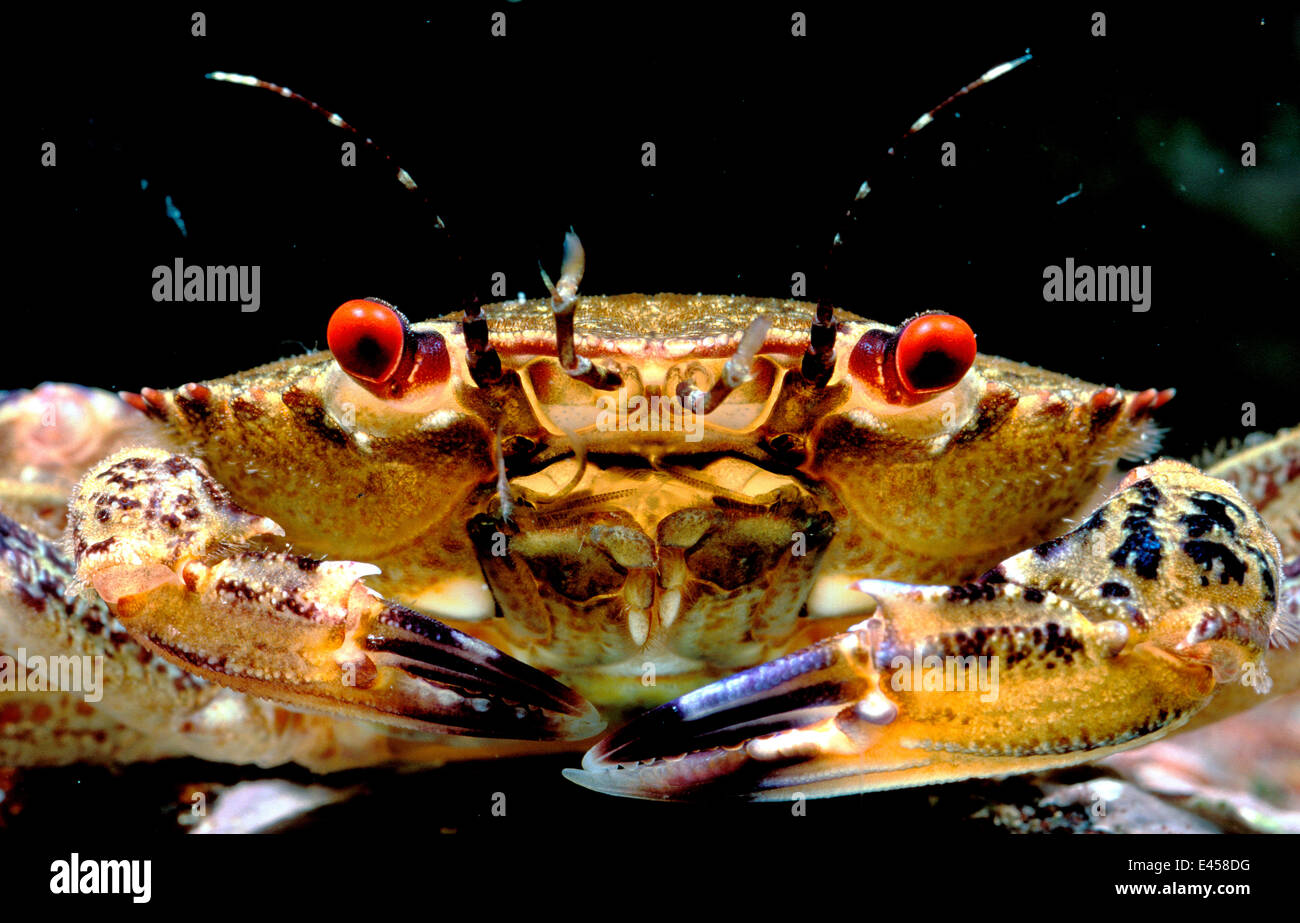 Velvet swimming crab portrait {Liocarcinus / Necora puber} Brittany ...