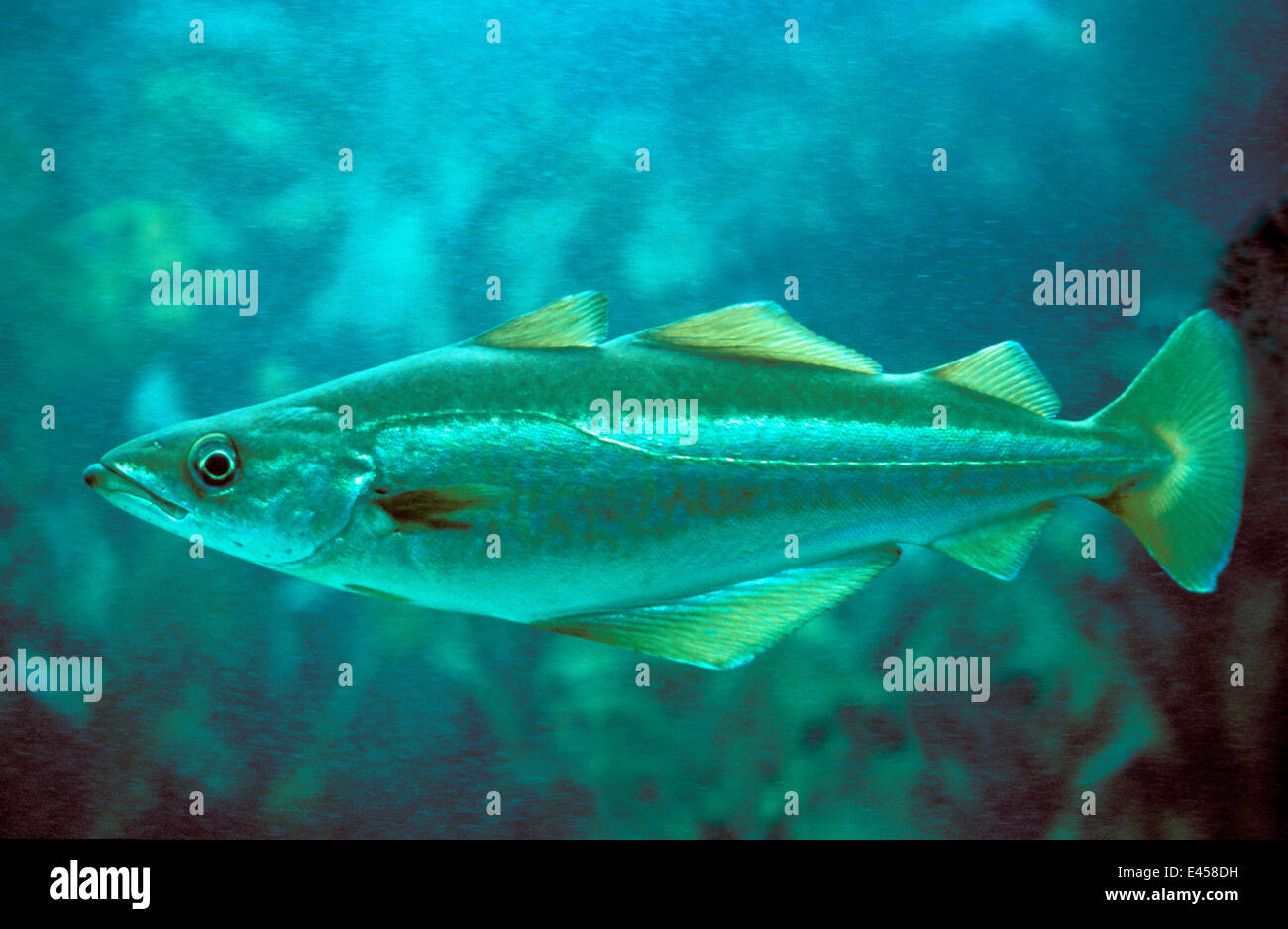 Pollack {Pollachius pollachius} Brittany France Stock Photo - Alamy
