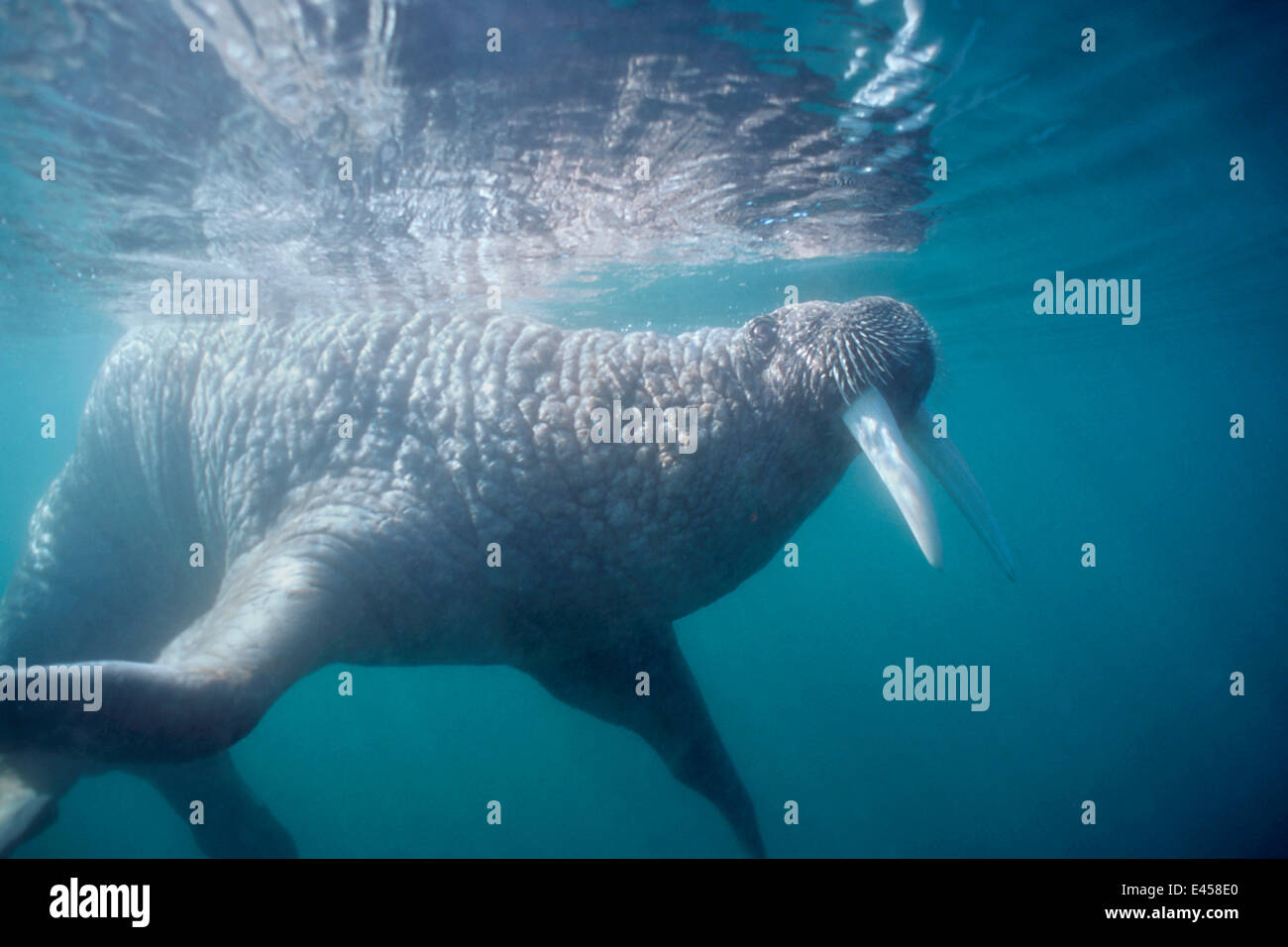 Walrus swimming underwater {Odobenus rosmarus} Canadian Arctic Stock ...