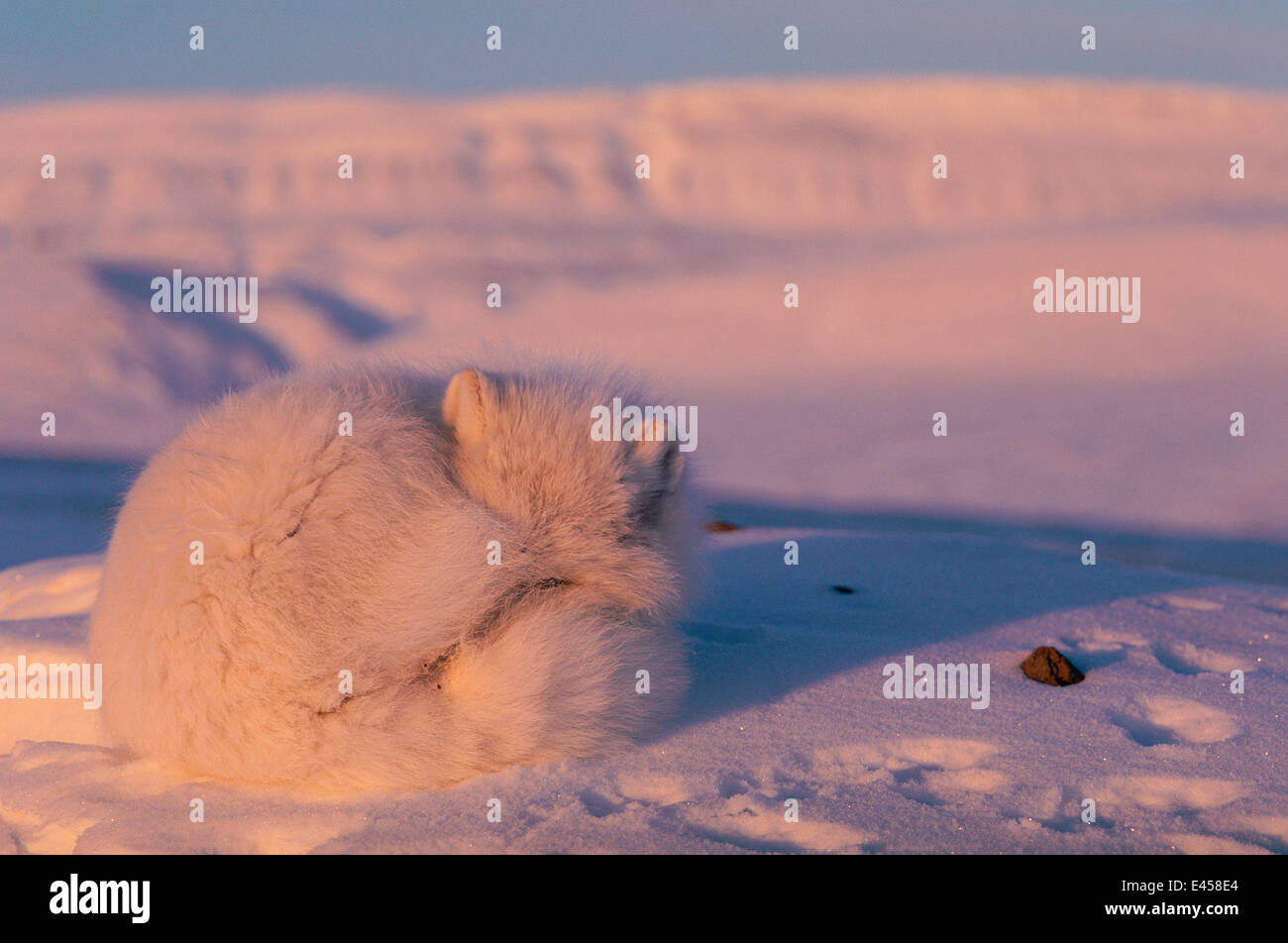 Arctic Fox Curled High Resolution Stock Photography and Images - Alamy
