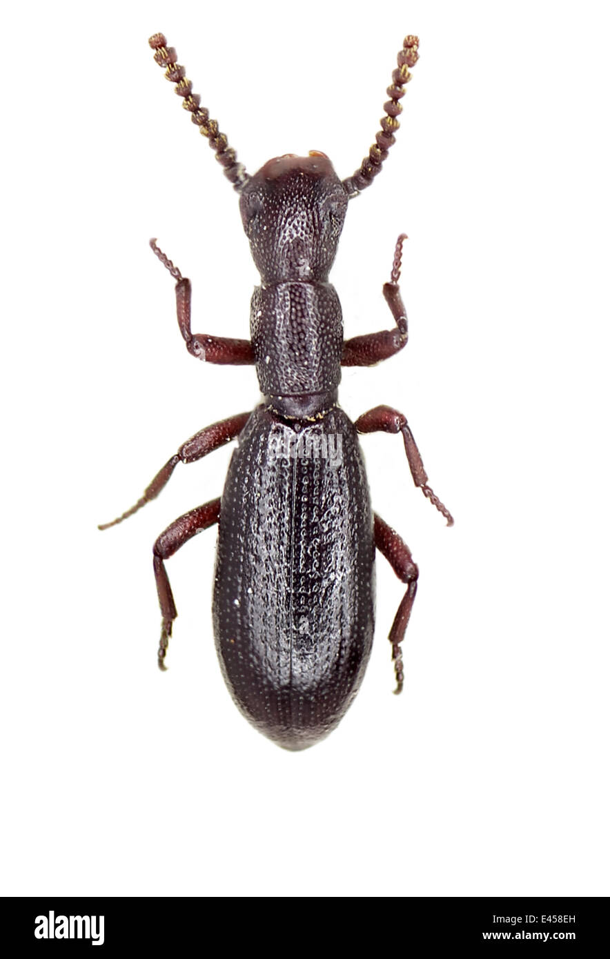 Animalia; Arthropoda; Insecta; Coleoptera; Tenebrionidae; Dichillus ...