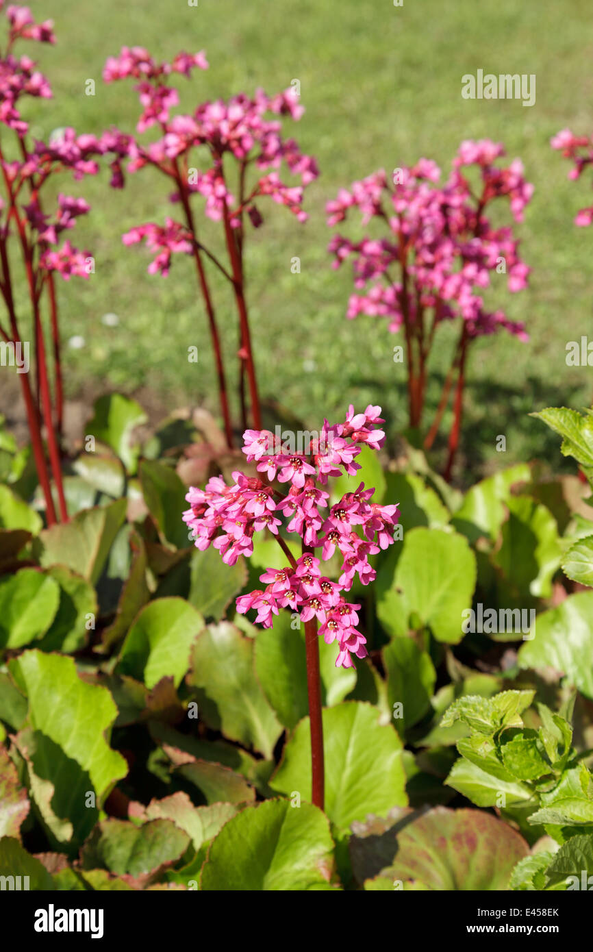 Flowers hostas hi-res stock photography and images - Alamy
