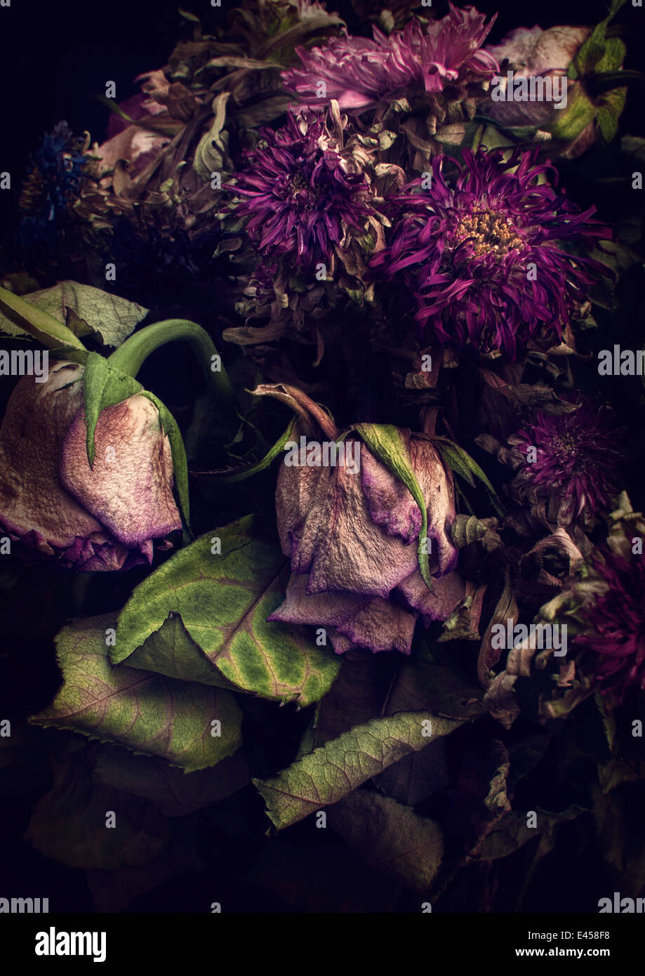 Close up of decaying flowers Stock Photo - Alamy