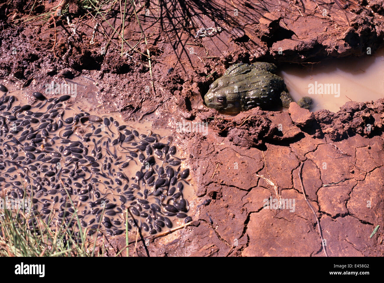 African bullfrog canal hi-res stock photography and images - Alamy