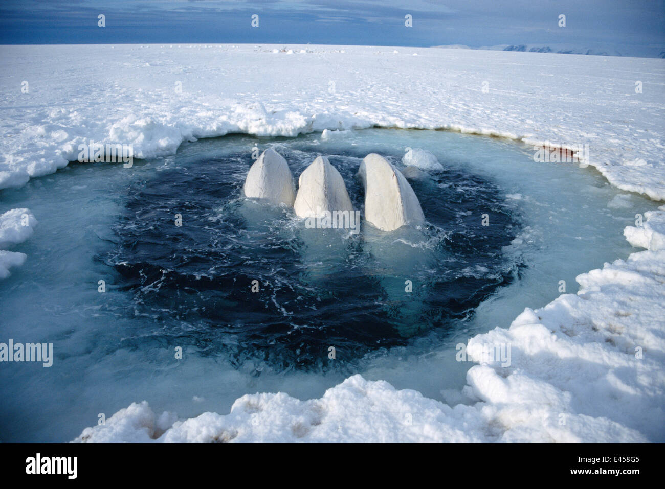 Beluga whales trapped at ice hole {Delphinapterus leucas} too far away ...
