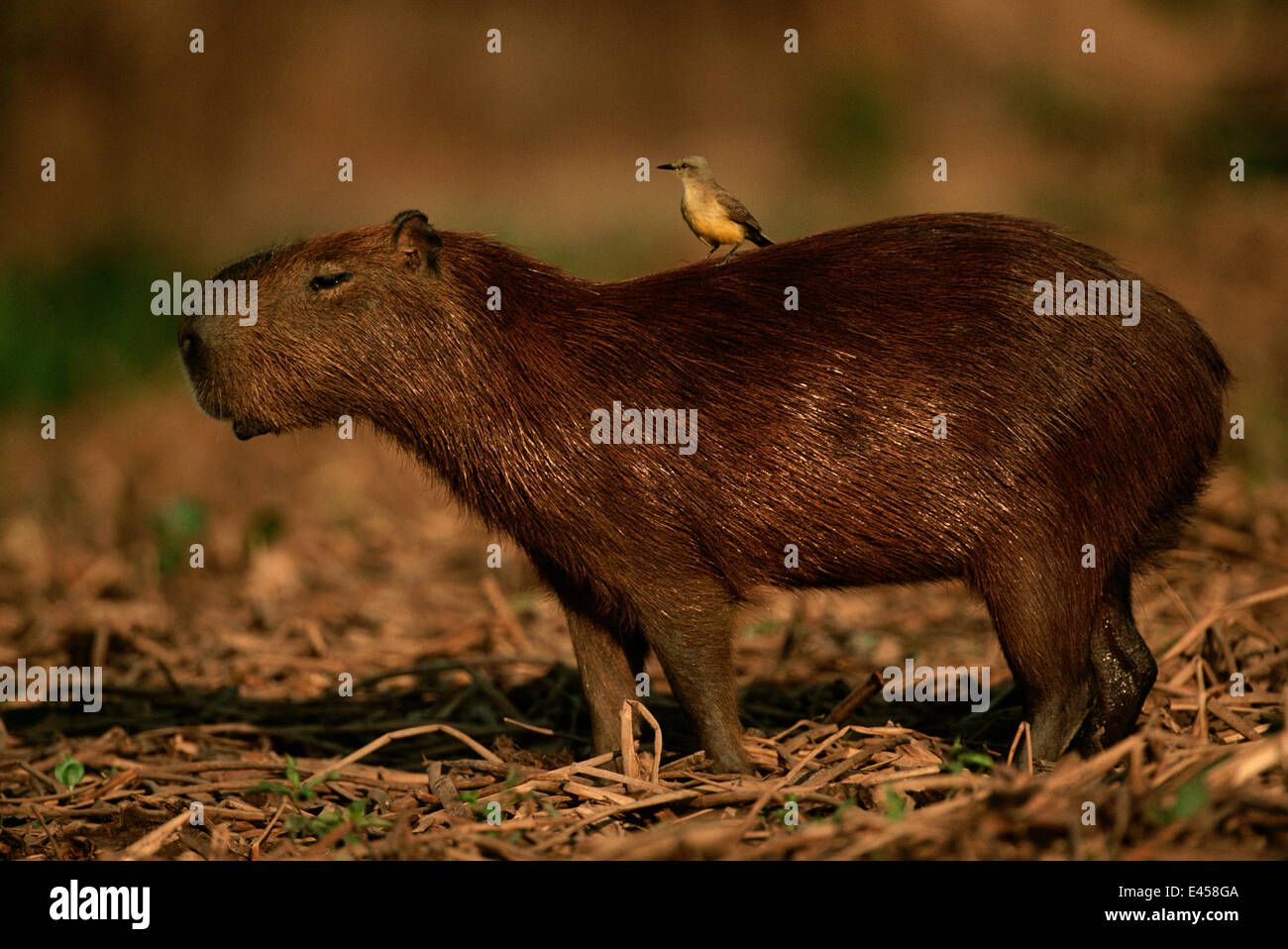 The capybara with animals on its back hi-res stock photography and ...