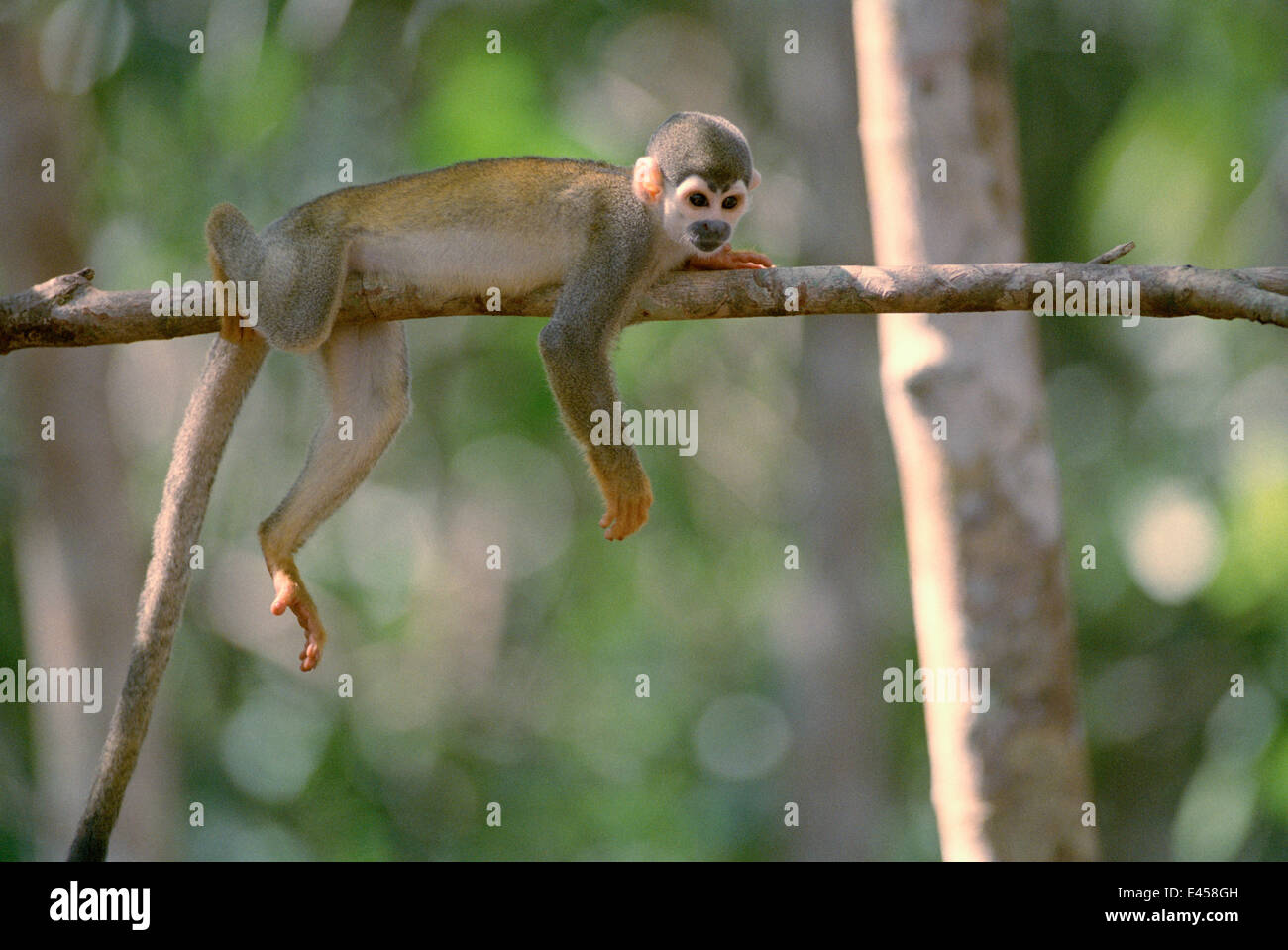 Common squirrel monkey {Saimiri sciureus} Manaus, Brazil Stock Photo ...