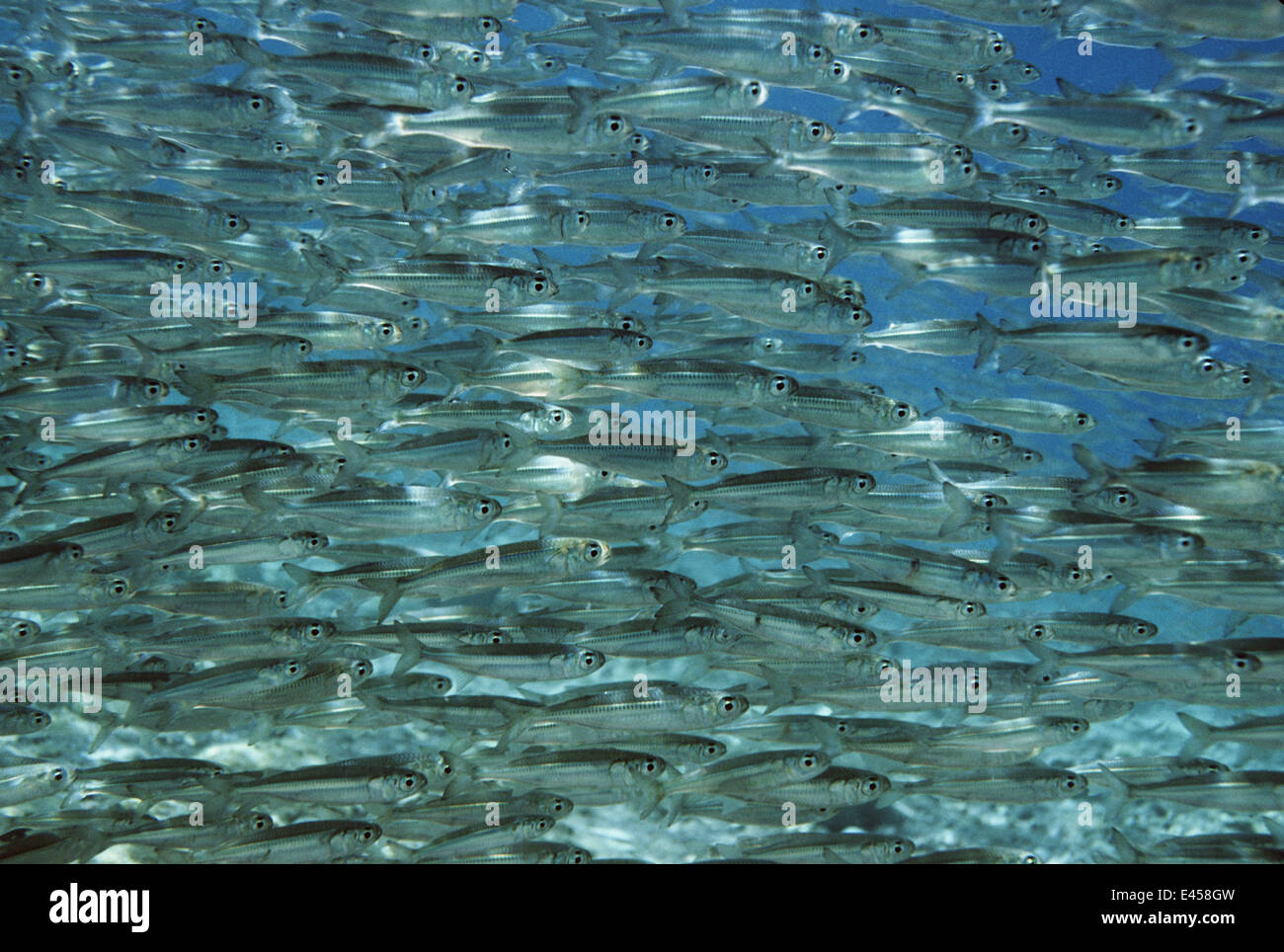 Shoal of Hardyhead silverside fish {Arthinormorous lacunosus} Indo ...