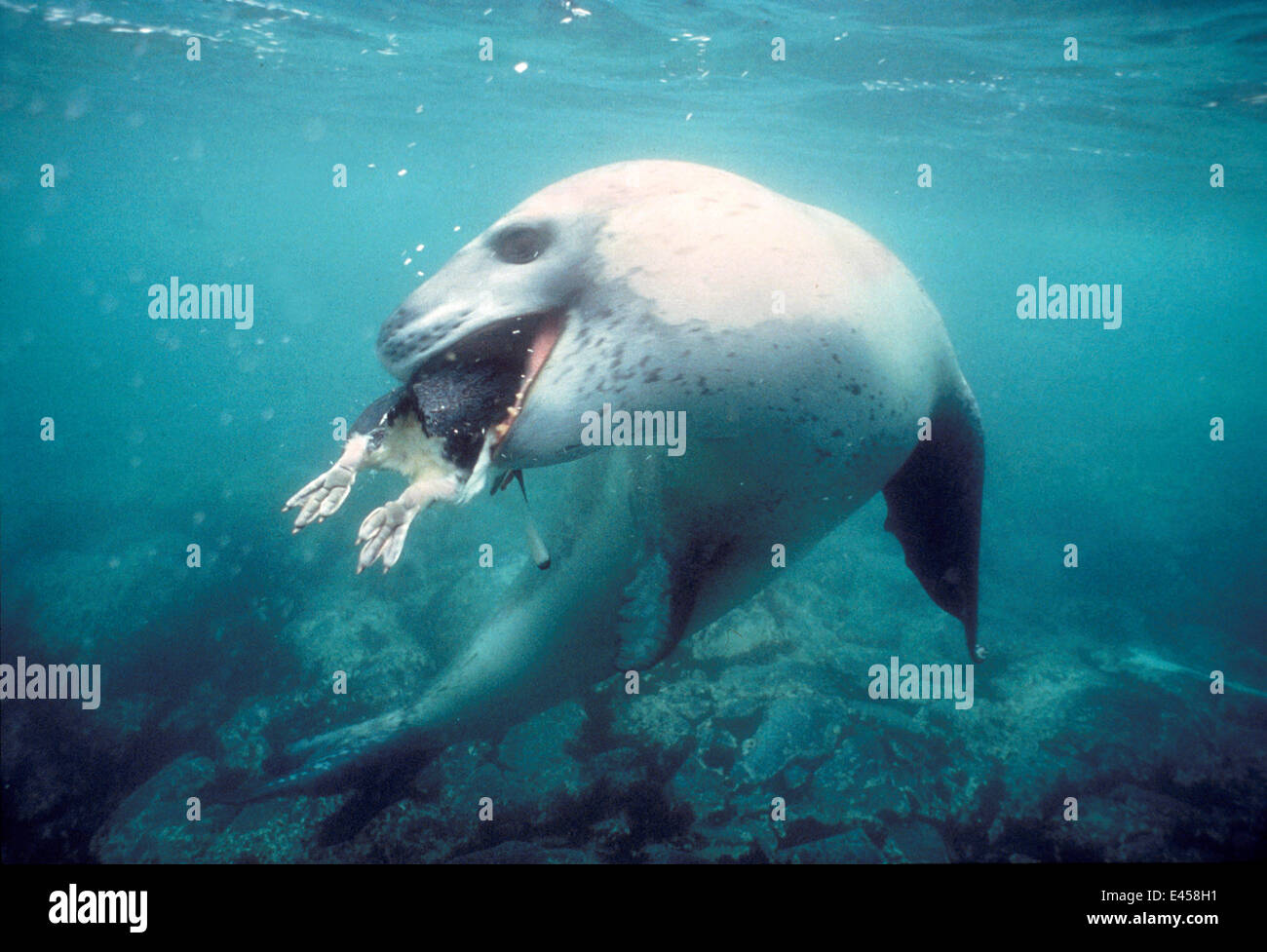 Leopard seal {Hydrurga leptonyx} with Adelie penguin prey underwater ...