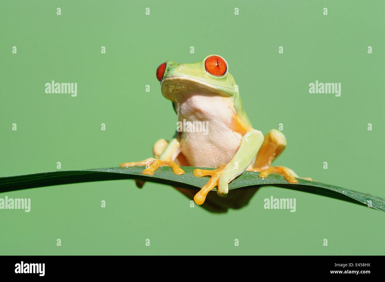 Red eyed tree frog portrait {Agalychnis callidryas} Central America ...