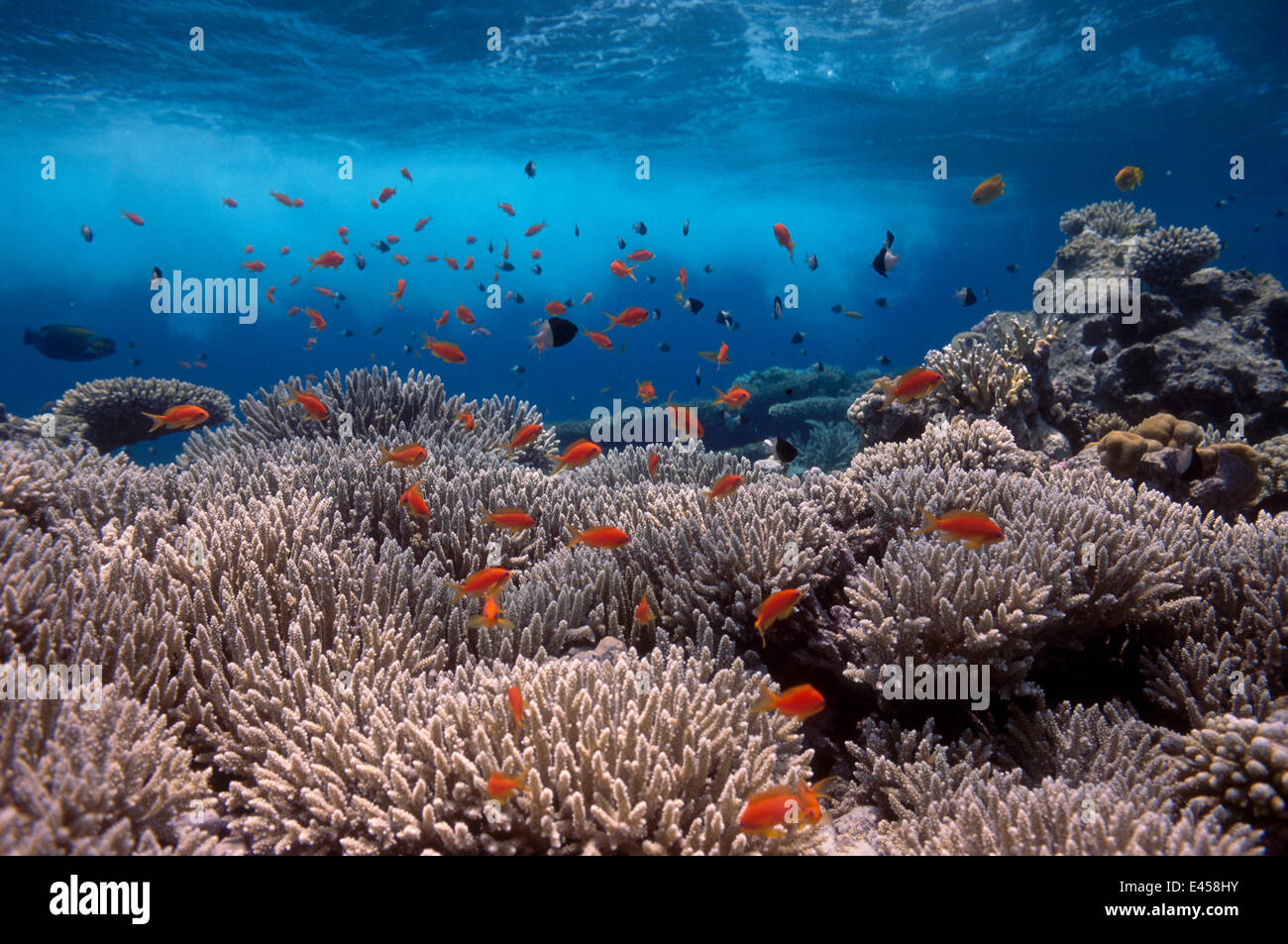 Coral reef scenery, shallow reef with wave and {Anthias} fish, Red Sea ...