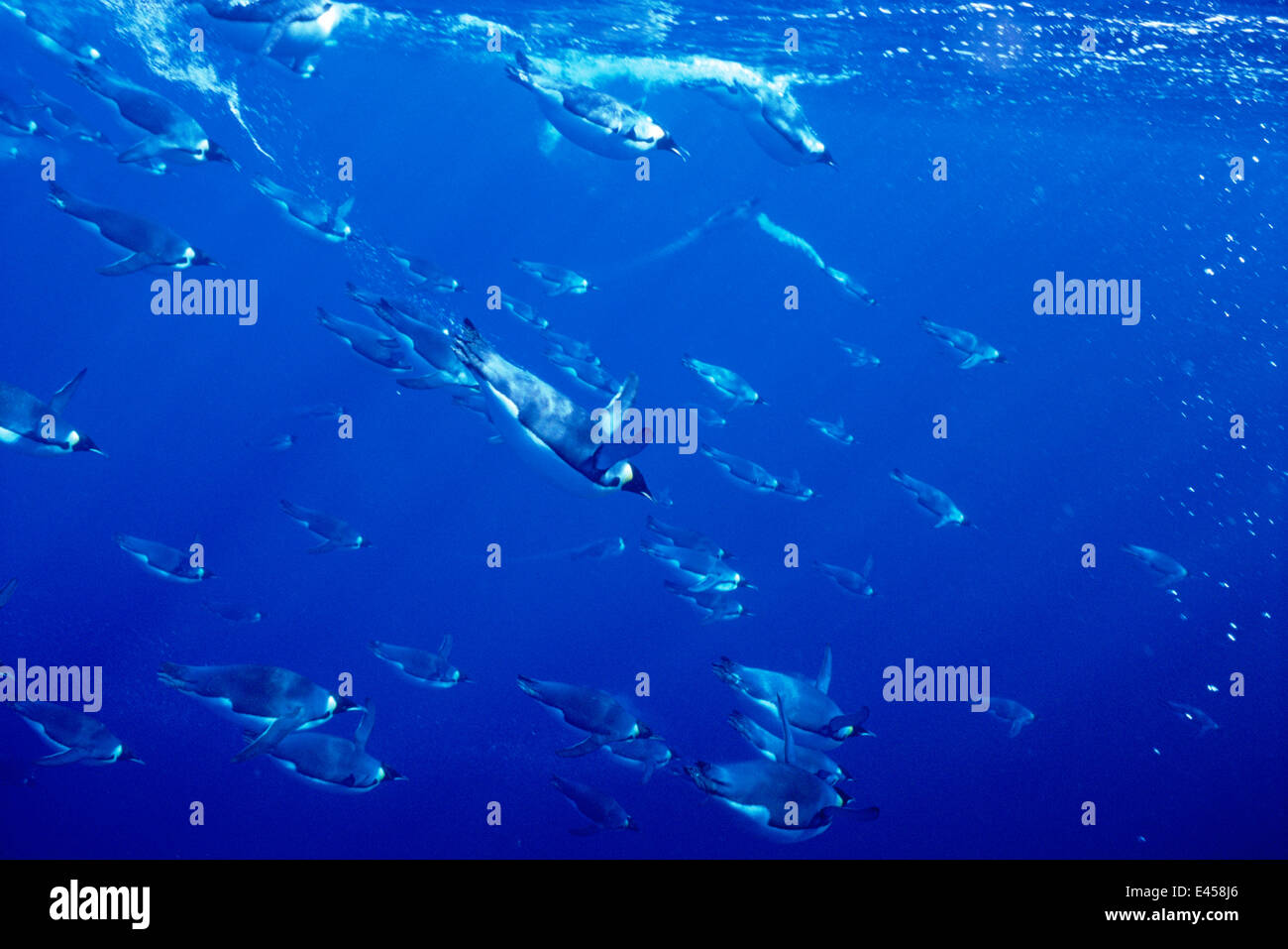 Emperor penguins diving underwater {Aptenodytes forsteri} Antarctica ...