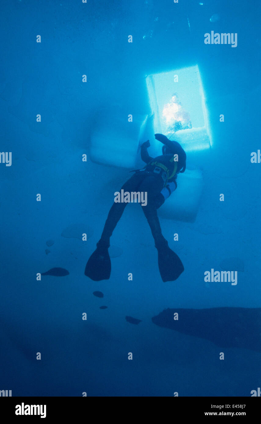 Antarctic underwater diving ice hi-res stock photography and images - Alamy