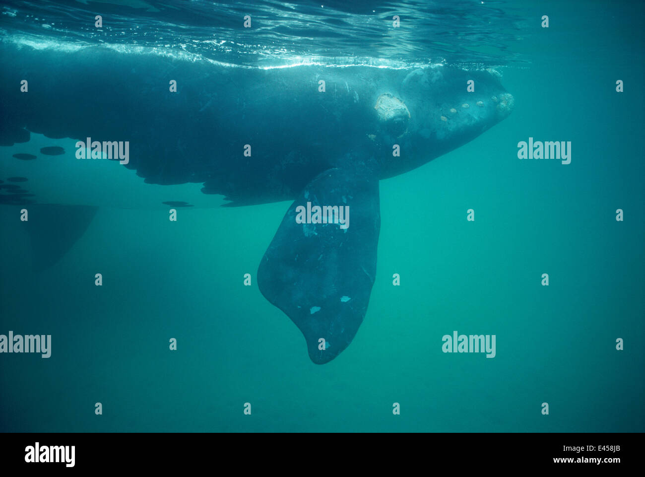 Southern right whale underwater {Balaena glacialis australis} off ...