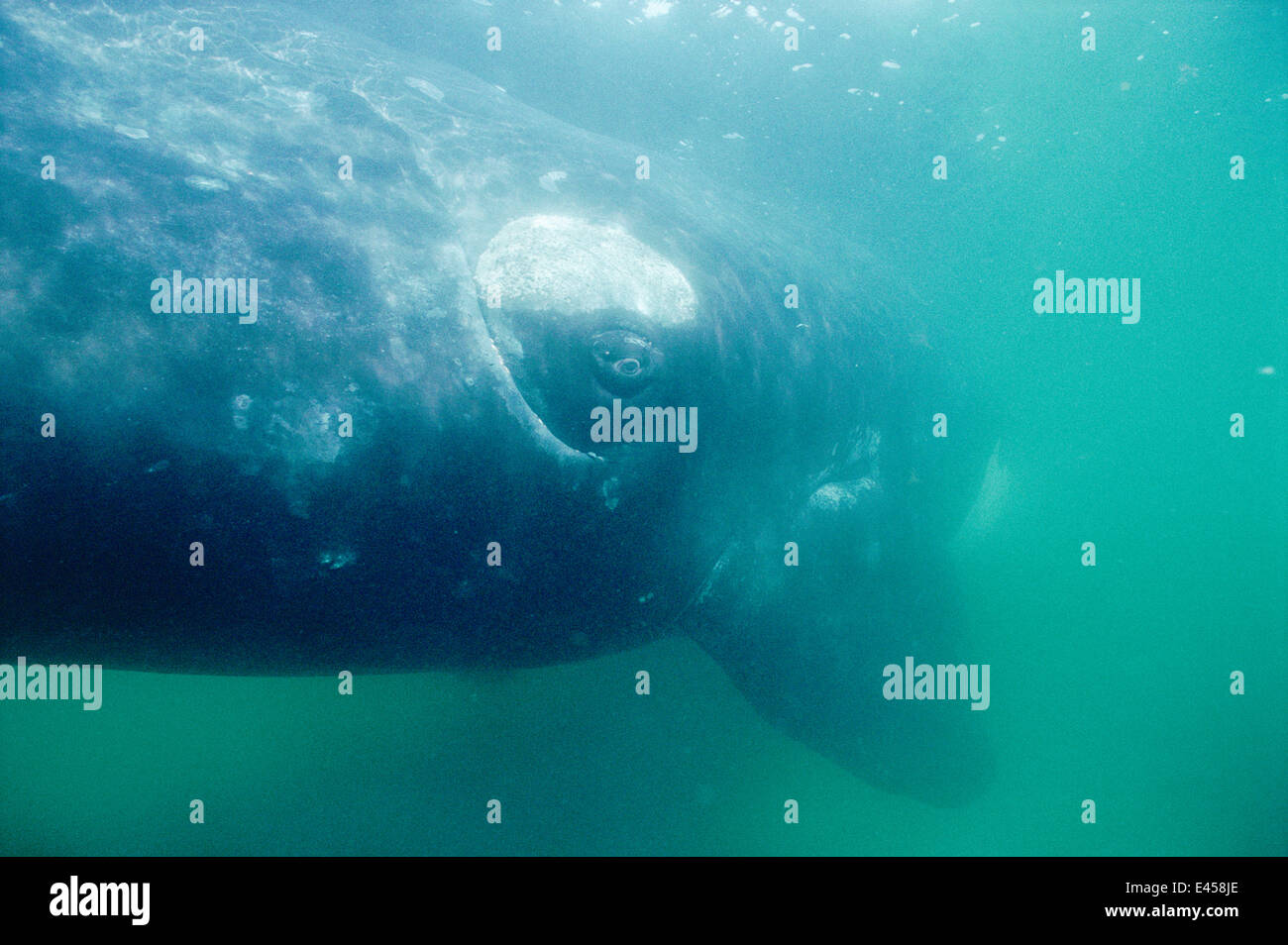 Balaena glacialis hi-res stock photography and images - Alamy