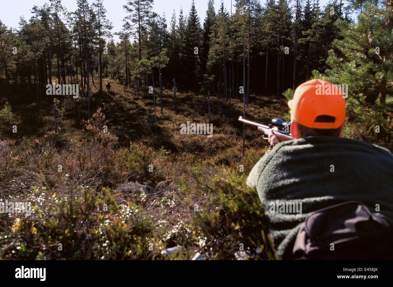 Man aiming gun at Moose {Alces alces} moose hunting The National Ritual ...