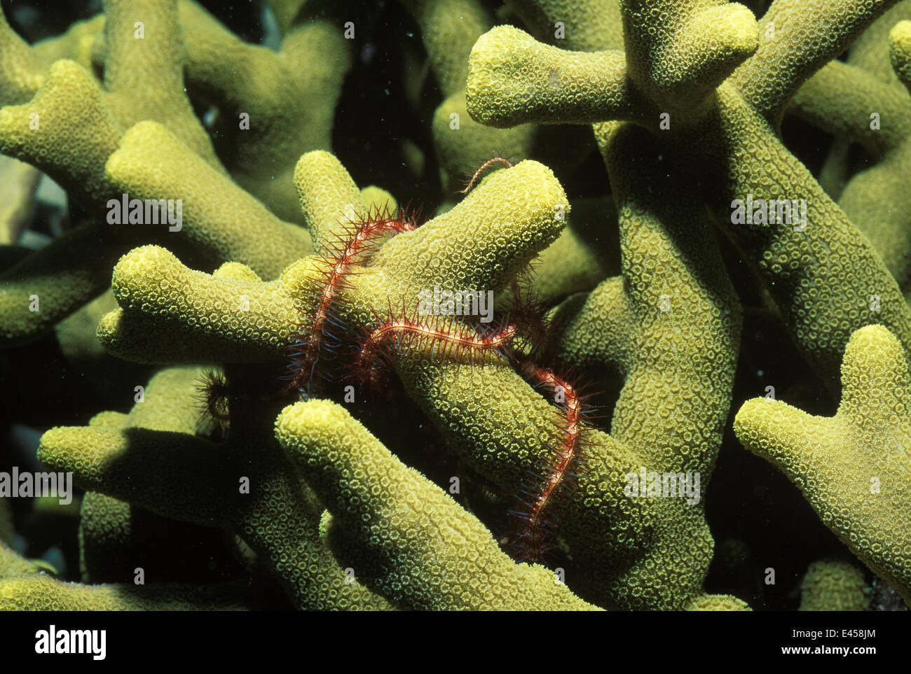 Finger coral {Porites cylindrica} and Bristlestar, Great Barrier Reef ...