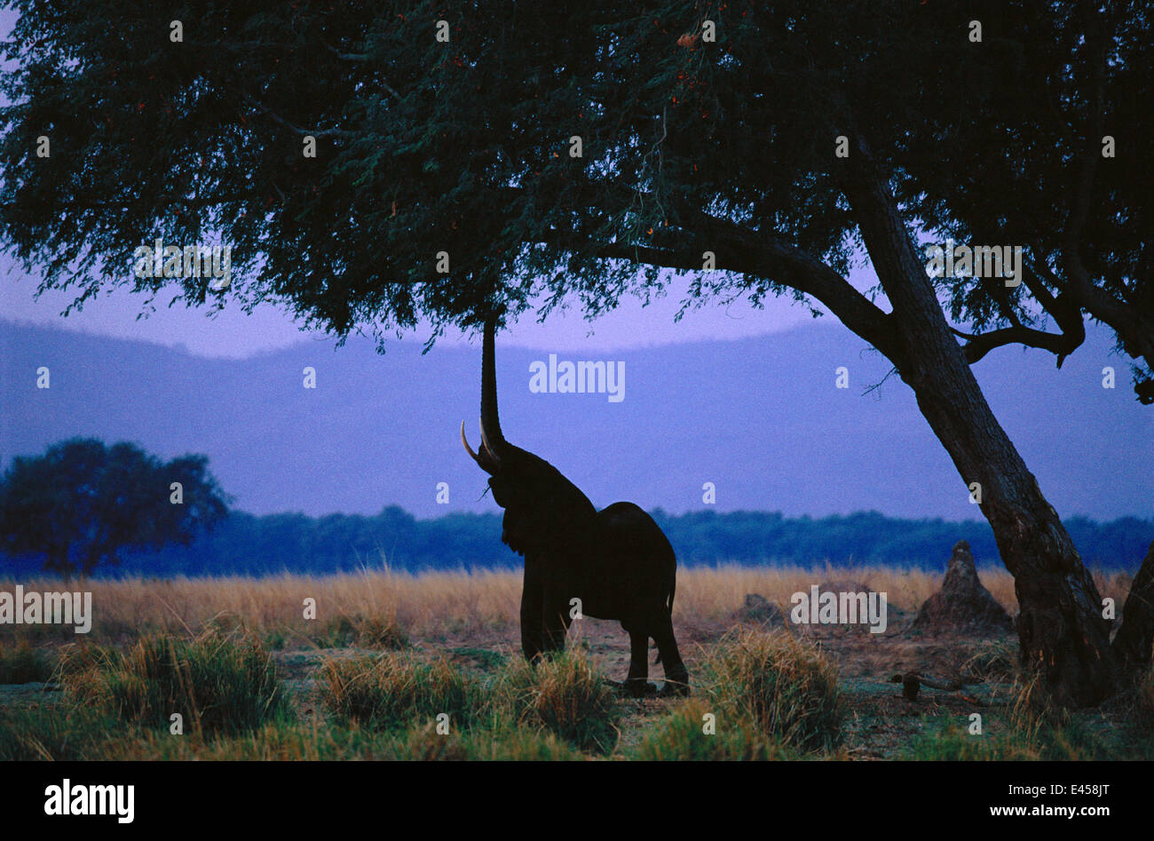 African elephant reaching with trunk to feed on seed pods. Manu pools ...